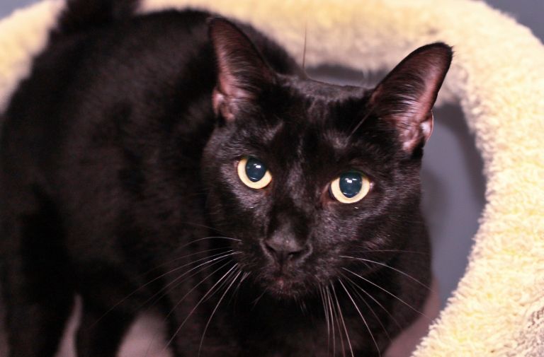 Pets | Shadow: I Love Everyone