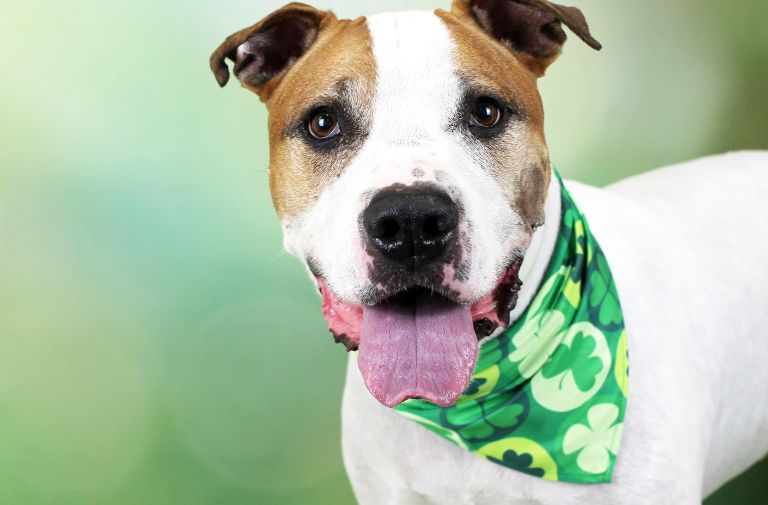 Pets | Trooper: An Exceptional Dog