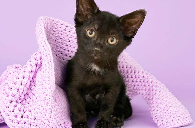 Pets | Chip: A Cute Little Morsel Who Loves to Explore