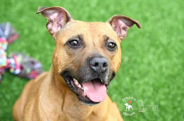 Pets | Royette: I'm Super Sweet and Affectionate