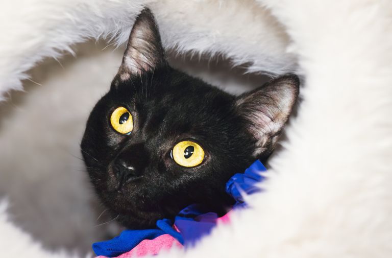 Pets | Rick: I'm Good with Other Cats